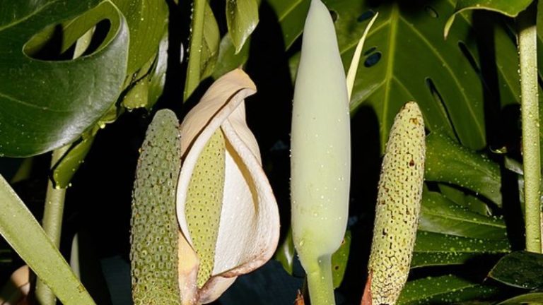 How to Eat Monstera Deliciosa Fruit?