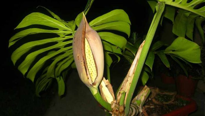 How to Eat Monstera Deliciosa Fruit?