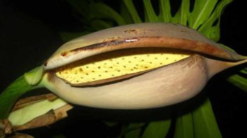How to Eat Monstera Deliciosa Fruit?